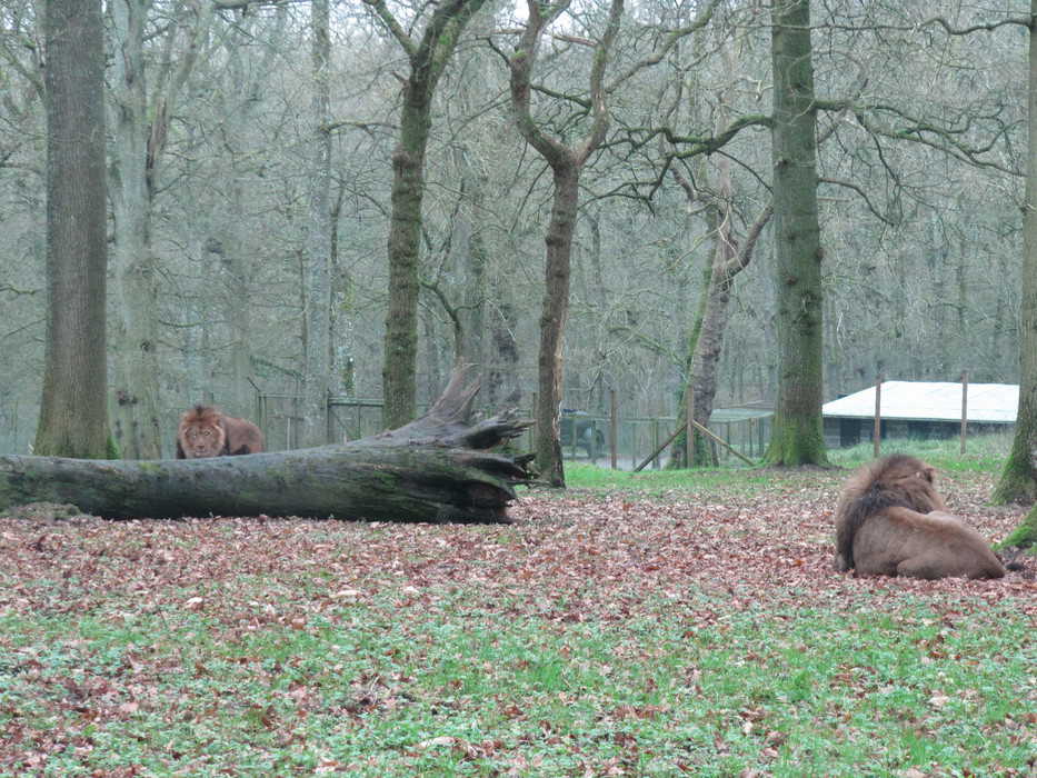 Longleat Family Review and Top Tips - Practically Perfect Mums