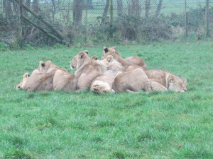 Longleat Family Review and Top Tips - Practically Perfect Mums